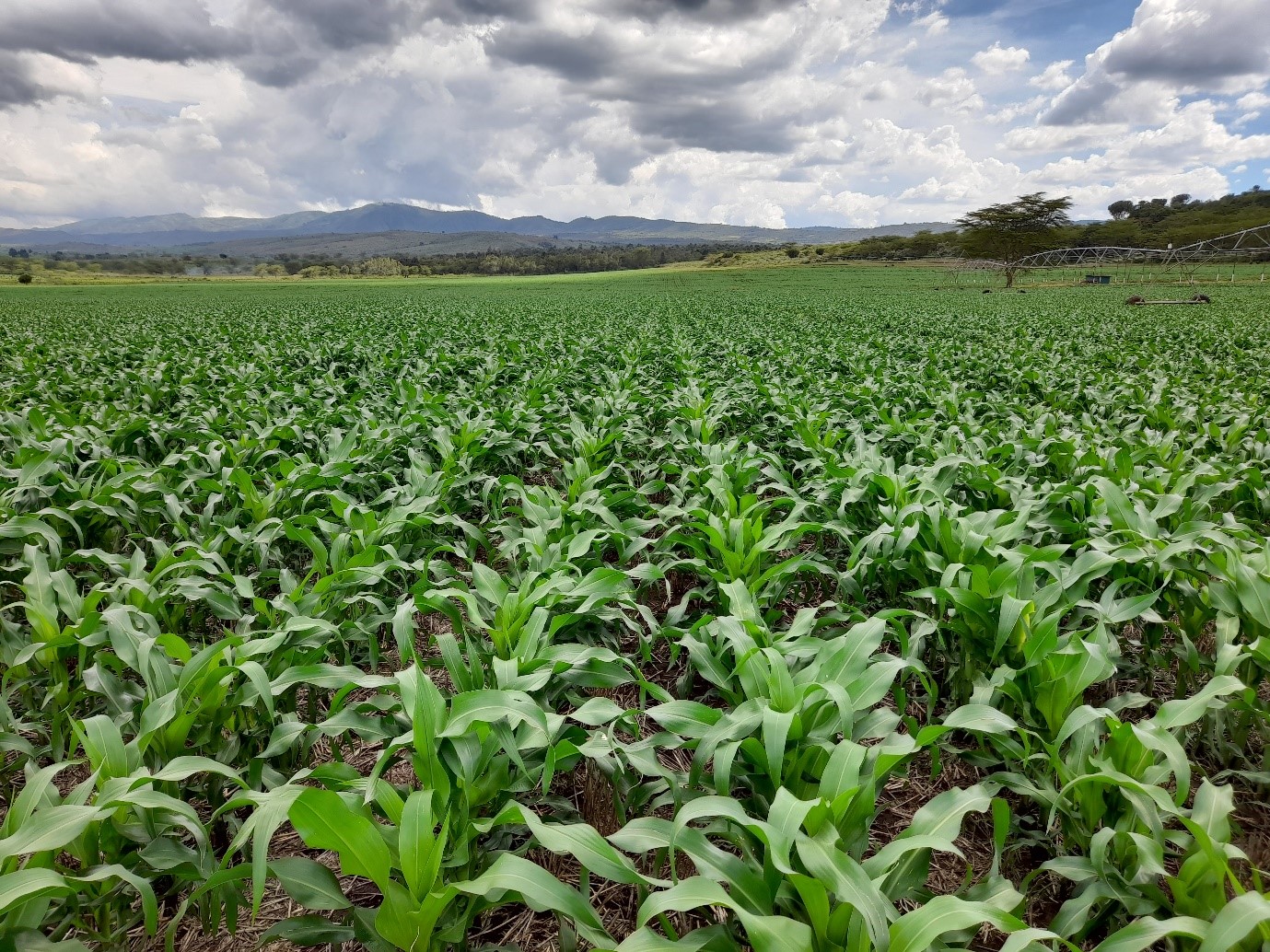 Maize varieties for 2024 – Centre Of Excellence
